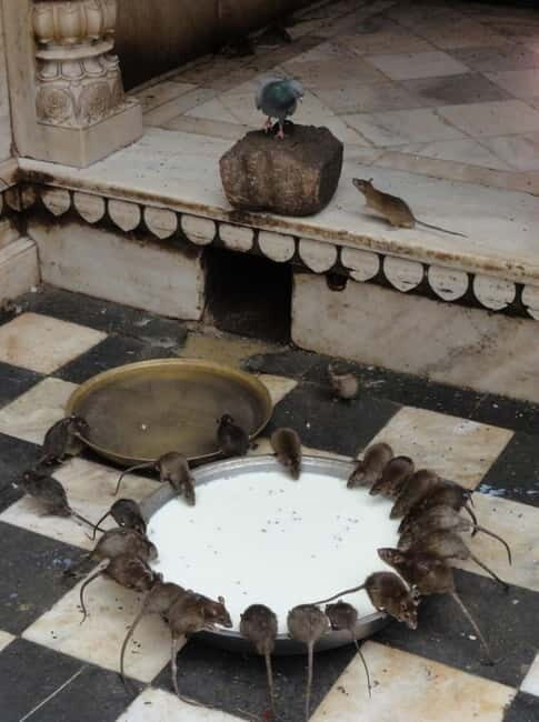 Bikaner: Karni Mata Temple Half-Day Guided Tour - Transportation and Guide Service: Why They Make a Difference