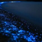 Bioluminescence Kayak Tour - Est. 1994 - Authentic Experiences from Others