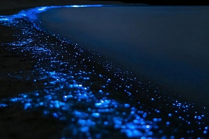 Bioluminescence Kayak Tour - Est. 1994 - Authentic Experiences from Others