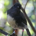 Bird Watching and Dolphin Eco-Tour from Picton - Review Highlights from Past Travelers