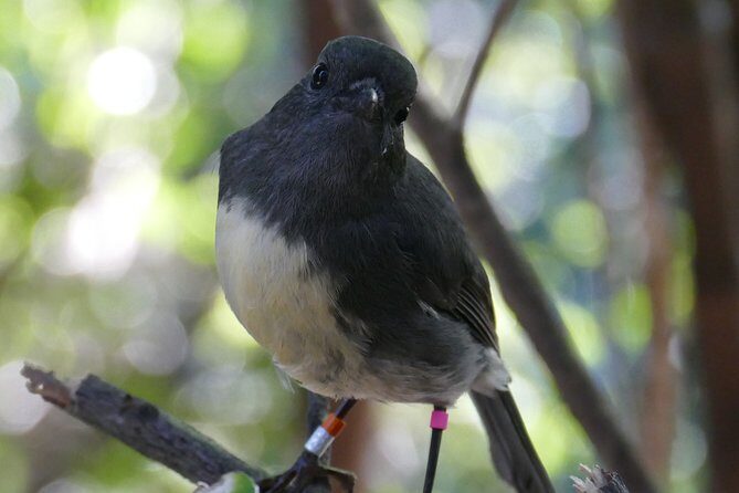 Bird Watching and Dolphin Eco-Tour from Picton - Review Highlights from Past Travelers