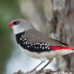 Bird watching and photography around Bathurst, Australia - Who Would Love This Experience?