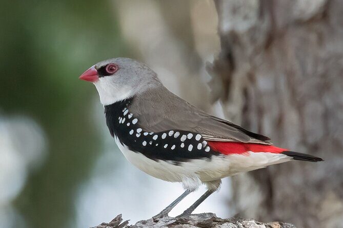Bird watching and photography around Bathurst, Australia - Who Would Love This Experience?