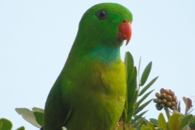 Bird Watching at Kodachadri - Introduction to the Kodachadri Bird Watching Tour