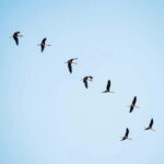 Bird Watching at Tonle Sap Forest and Lotus Farm Siem Reap - An In-Depth Look at the Experience