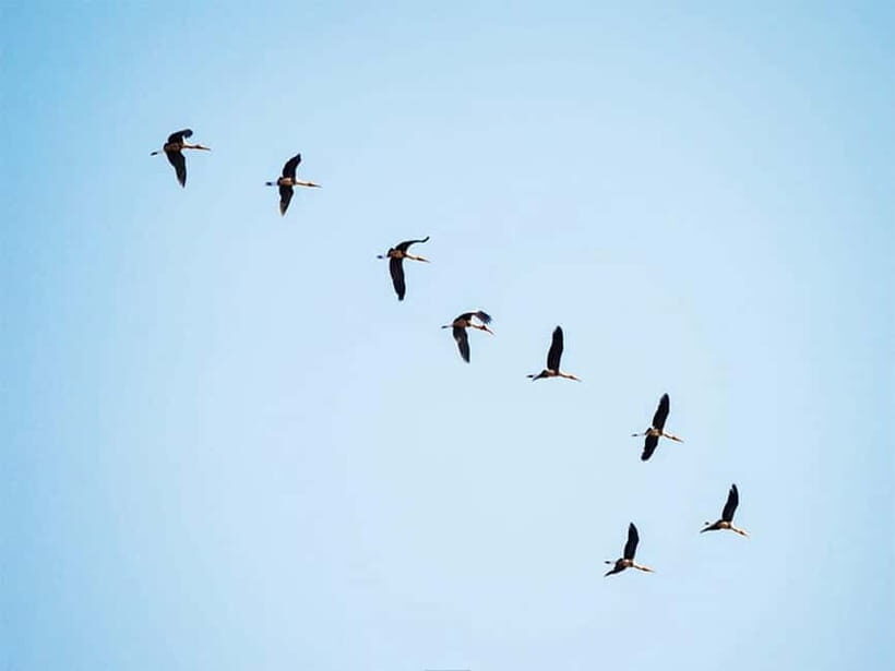 Bird Watching at Tonle Sap Forest and Lotus Farm Siem Reap - An In-Depth Look at the Experience