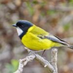 Birds of Yarnbala - Final Thoughts: Is It Worth It?