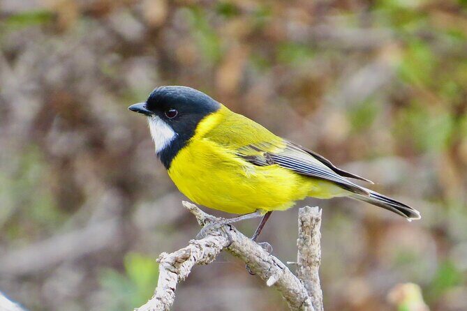 Birds of Yarnbala - Final Thoughts: Is It Worth It?