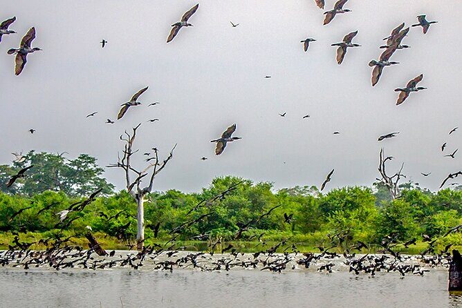 Birdwatching by Boat at Kalametiya Sanctuary - Who Is This Tour Best For?
