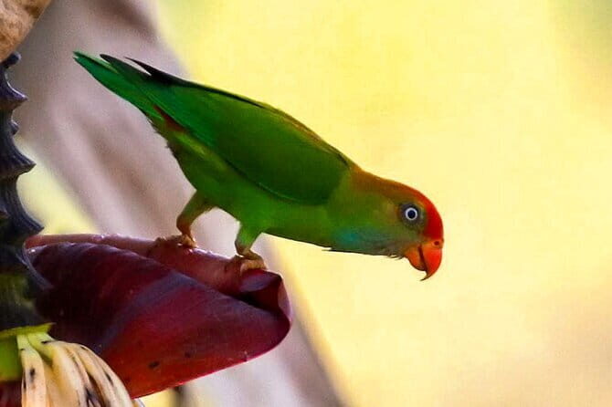 Birdwatching Trek in Anawilundawa Sanctuary from Kalpitiya - What the Tour Entails: A Step-by-Step Breakdown