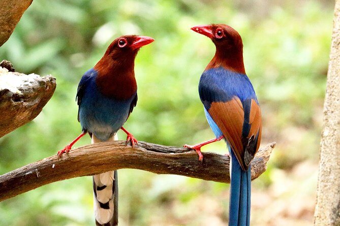 Birdwatching Walk in Thalangama Wetland from Colombo - Practical Details: Making the Most of the Tour
