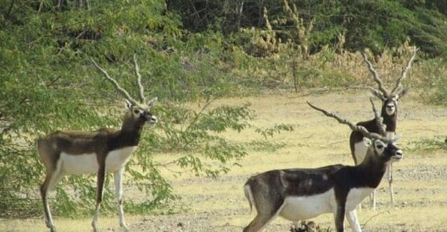 Bishnoi Village Safari Private Half Day Tour - A Closer Look at the Itinerary