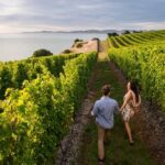 Blenheim Half day Wine Tour - What the Reviews Say