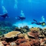 Blue Dive Private Guided Scuba Dive Cairns - Key Points