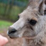 Blue Mountains Big Day Out - Private Tour - Who Will Love This Experience?