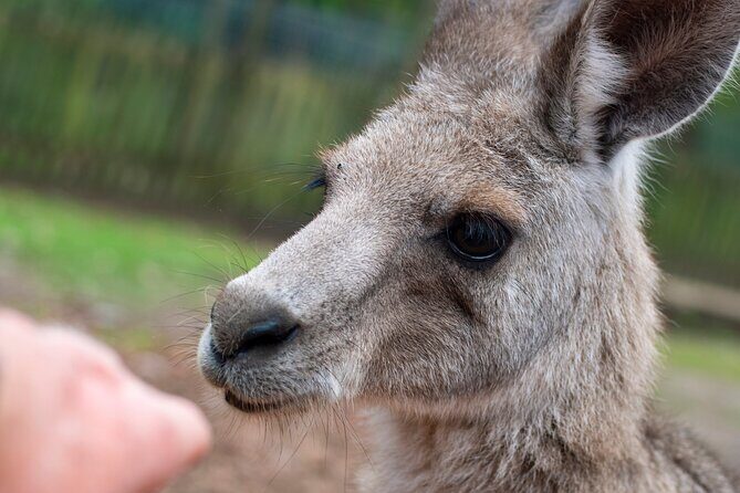 Blue Mountains Big Day Out - Private Tour - Who Will Love This Experience?