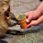 Blue Mountains Highlights, Wildlife Park and Scenic World Full Day Private Tour - What We Think About the Value