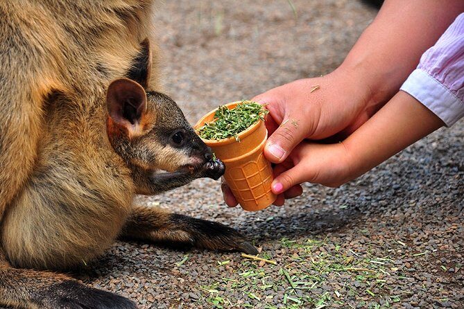 Blue Mountains Highlights, Wildlife Park and Scenic World Full Day Private Tour - What We Think About the Value