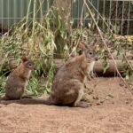 Blue Mountains: Private Scenic Tour with Optional Stops - Transport and Comfort: What to Expect