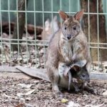 Blue Mountains Private Tour Sydney: Koala, Kangaroo, Scenic Views - Transport, Guides, and Overall Value