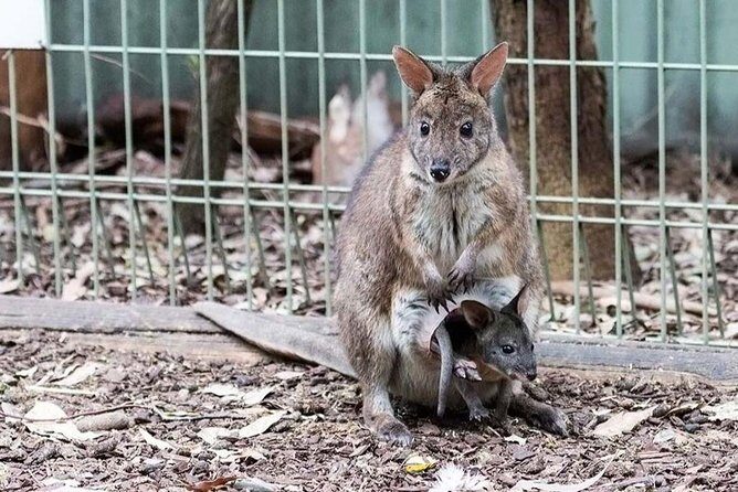 Blue Mountains Private Tour Sydney: Koala, Kangaroo, Scenic Views - Transport, Guides, and Overall Value