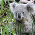 Blue Mountains private tour with Featherdale Wildlife Park - Practicalities: Value, Comfort, and Planning