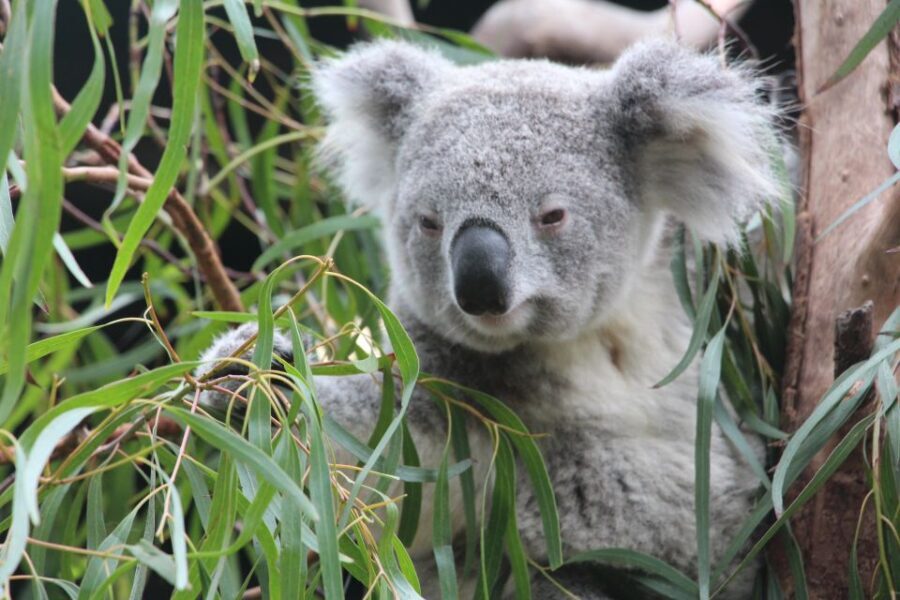Blue Mountains private tour with Featherdale Wildlife Park - Practicalities: Value, Comfort, and Planning