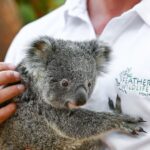 Blue Mountains: Private Tour with Wildlife and River Cruise - The Sum Up