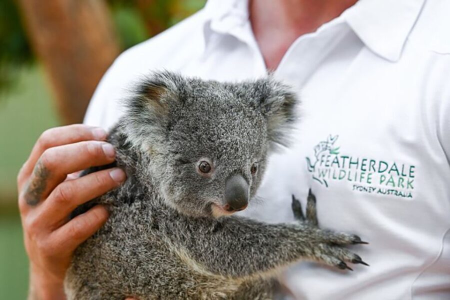 Blue Mountains: Private Tour with Wildlife and River Cruise - The Sum Up
