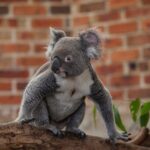 Blue Mountains Wildlife Full-Day Sights and Hiking from Sydney - The Three Sisters: Legend and Landscape