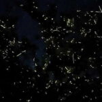 Bohol Abatan River: Firefly Watching Private Night Tour - The Value & Price