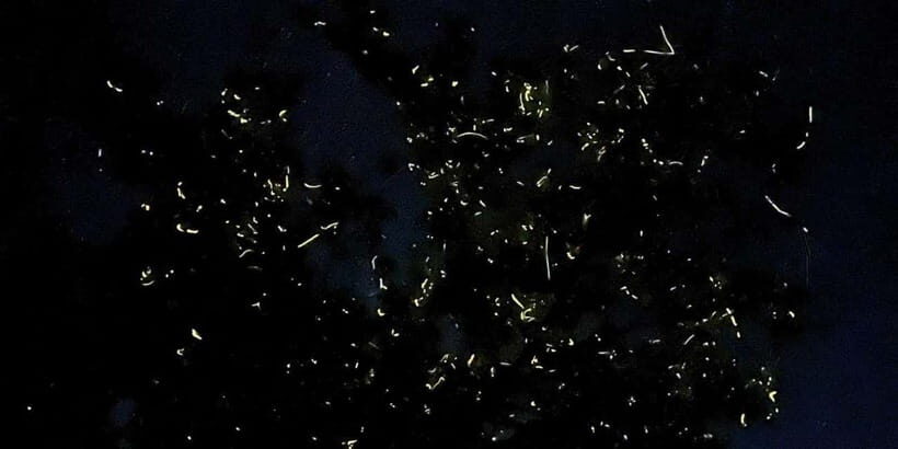 Bohol Abatan River: Firefly Watching Private Night Tour - The Value & Price
