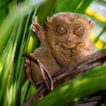 Bohol: Budget Chocolate Hills & Tarsiers -Backpacker Special - Who Will Love This Tour?
