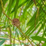 Bohol Countryside Private Tour From Cebu City | Private Tour - The Itinerary: What You’ll See and Do