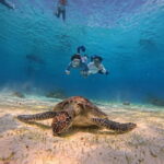 BOHOL: Dolphin Watching, Turtle Swim and Island Party - What to Expect and Practical Tips