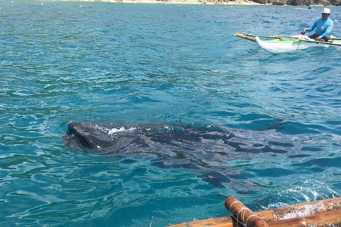 Bohol Whaleharks Interaction & Bohol Countryside Tour with Lunch (Cebu or Bohol) - Evaluating the Value