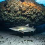 Bondi: Shark Dive at Bushrangers Bay for Certified Divers - What You Get for Your Money