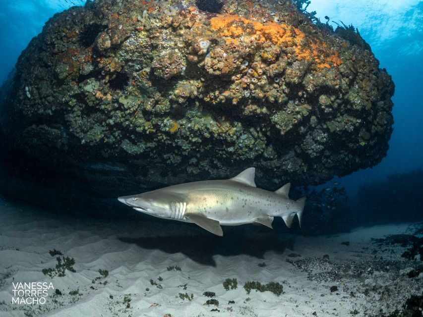 Bondi: Shark Dive at Bushrangers Bay for Certified Divers - What You Get for Your Money