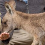 Bonorong Wildlife Park and Richmond Afternoon Tour from Hobart - The Itinerary: What to Expect