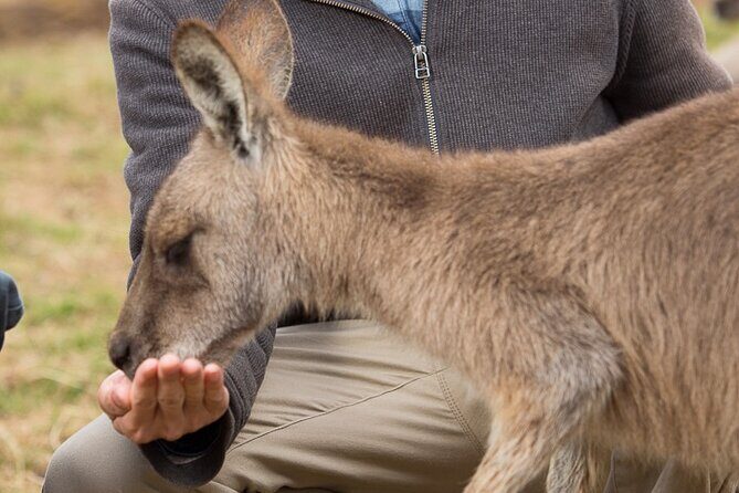 Bonorong Wildlife Park and Richmond Afternoon Tour from Hobart - The Itinerary: What to Expect