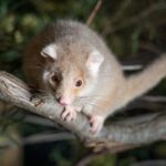 Bonorong Wildlife Sanctuary Guided Night Tour - What to Expect on the Tour