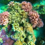 Bora Bora: 1/2 day Coral Discovery tour - Shared tour - Final Thoughts: Is It Worth It?