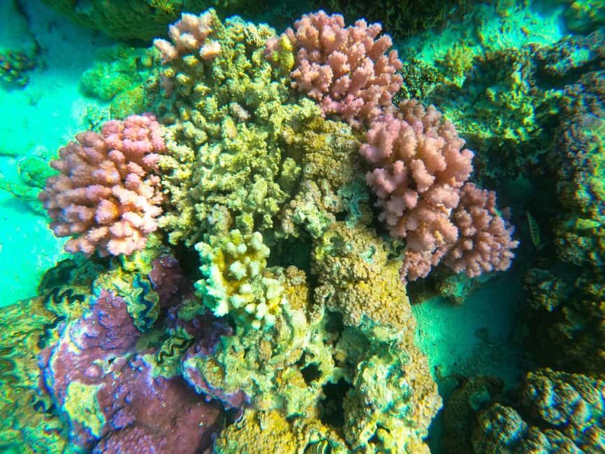 Bora Bora: 1/2 day Coral Discovery tour - Shared tour - Final Thoughts: Is It Worth It?