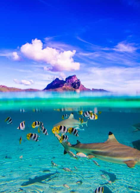 Bora Bora: Full-Day Lagoon Snorkelling Tour - Who Should Consider This Tour?