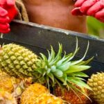 Bora Bora Gourmet Odyssey - Food Tour - Practical Details and Tips