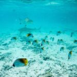 Bora Bora: Half-Day Lagoon Snorkelling Tour - What’s Included and Practical Details