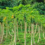 Bora Bora Off-Road Sightseeing Tour - Cost and Value