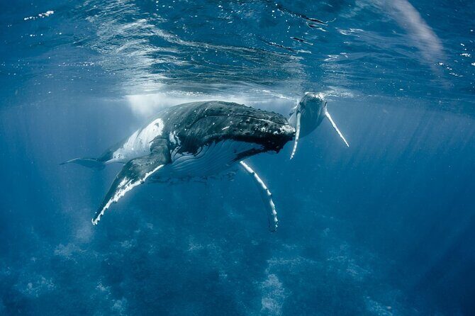 Bora Bora Whale Watching - The Potential for Swimming with Whales