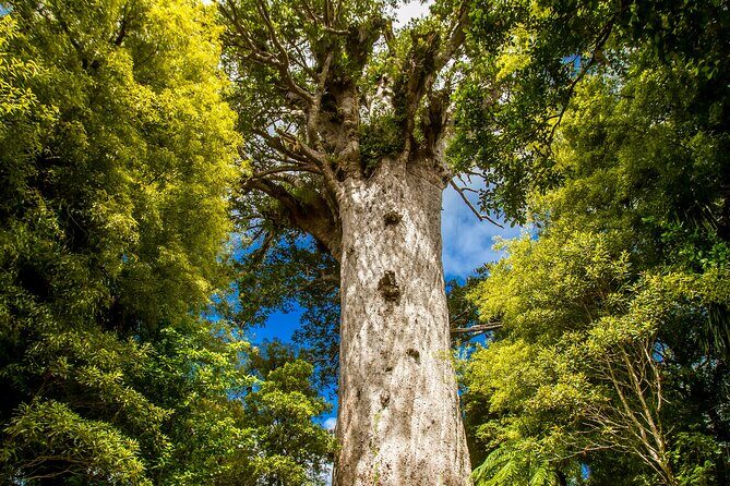 Breathtaking Six Day Northland Tour Offered in English & German - A Closer Look at the Itinerary