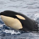Bremer Bay Orca Experience - The Value of the Bremer Bay Orca Experience